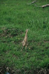 Bittern/Matuku - Waikato Biodiversity Forum