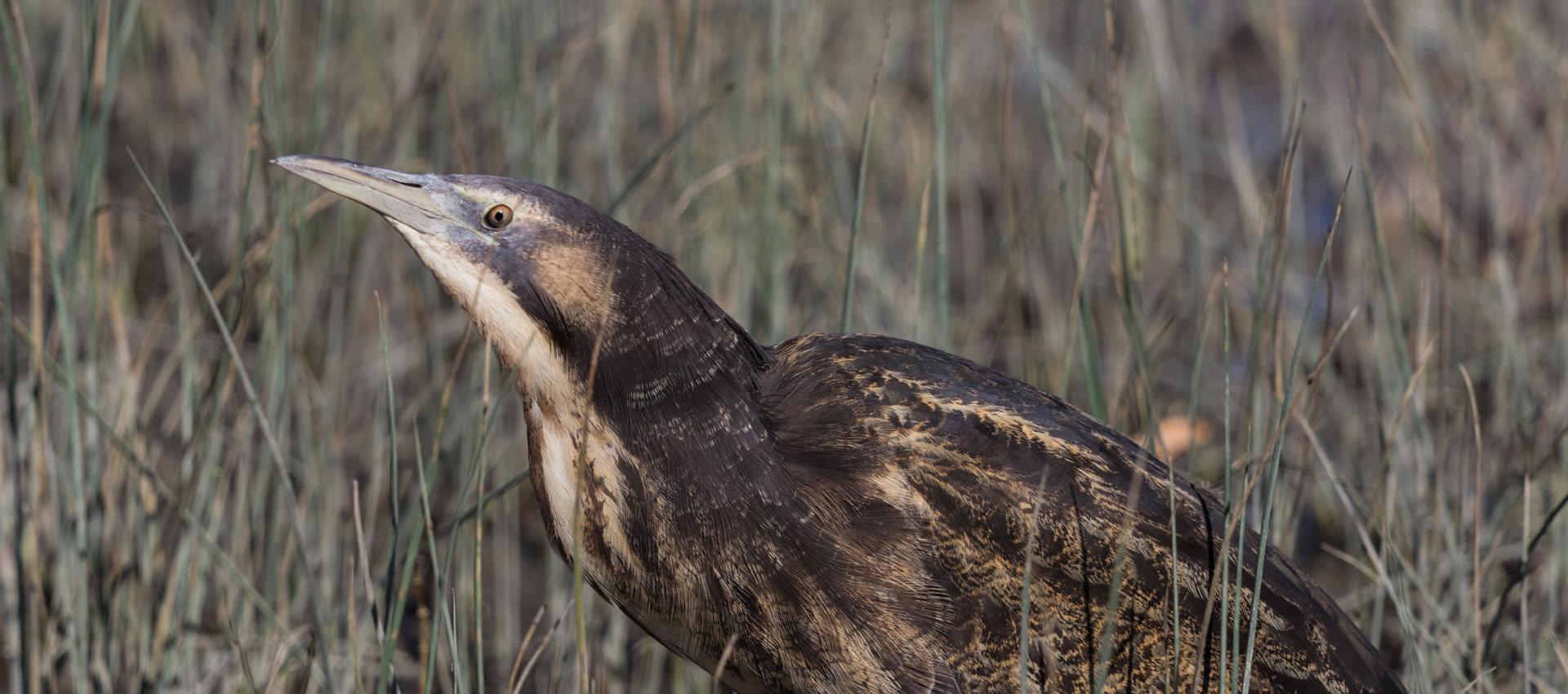 Bittern/Matuku - Waikato Biodiversity Forum