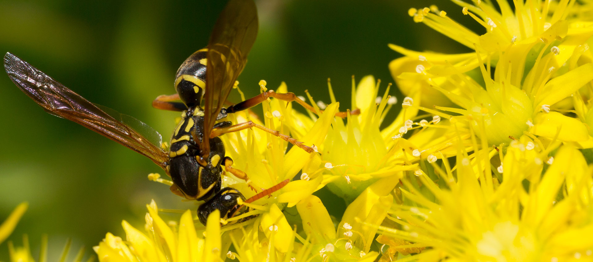 Wasps - Waikato Biodiversity Forum