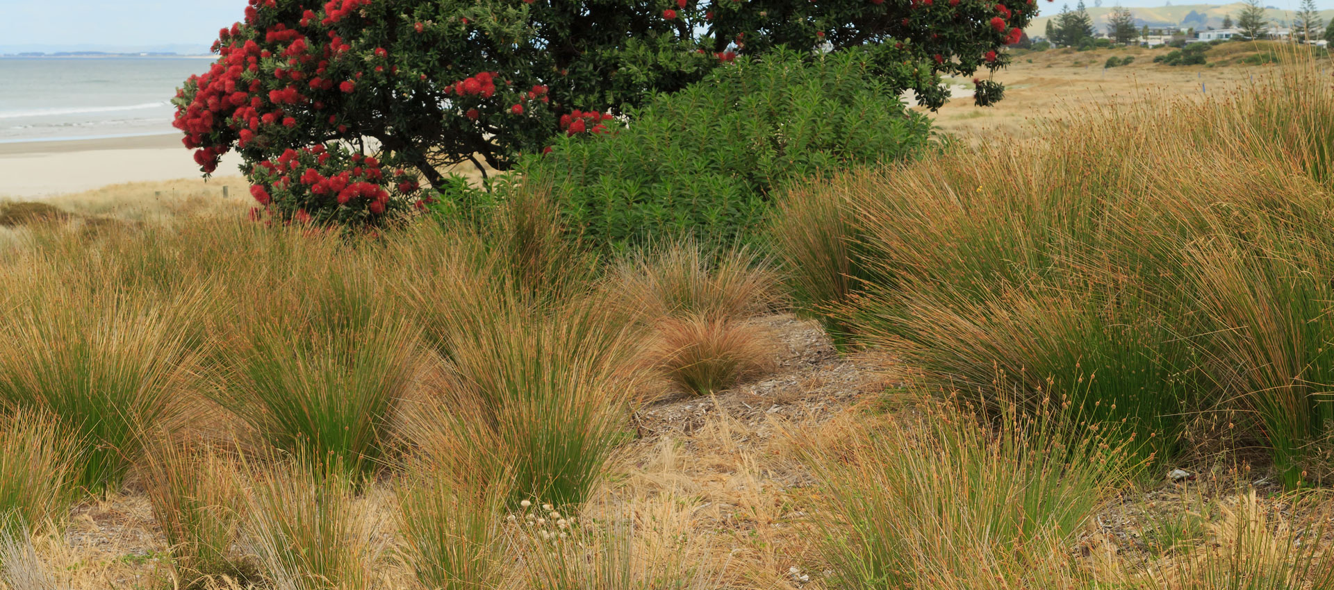 Pingao - Waikato Biodiversity Forum
