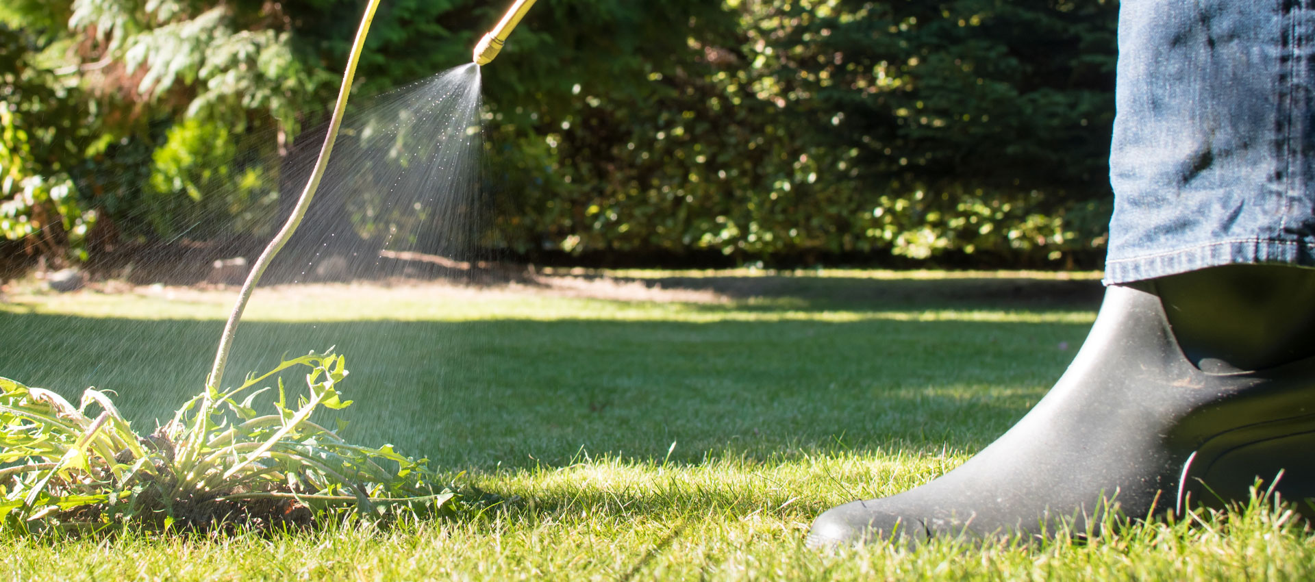 Weedbusters - Waikato Biodiversity Forum