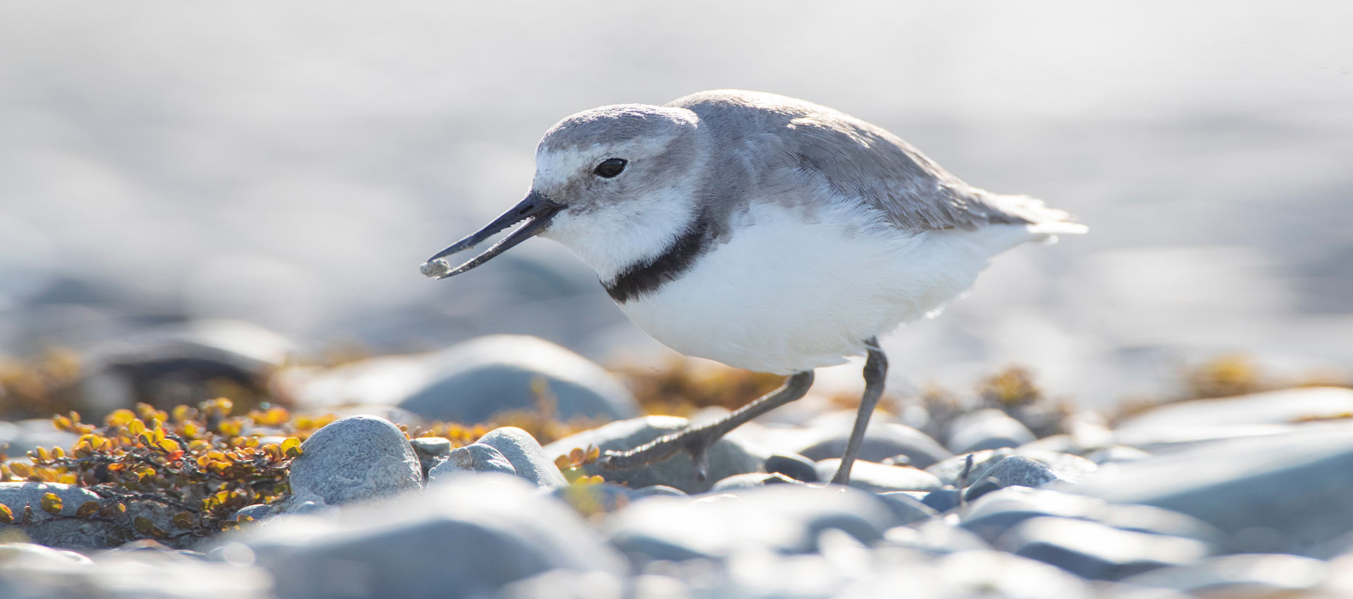 Wrybill - Waikato Biodiversity Forum