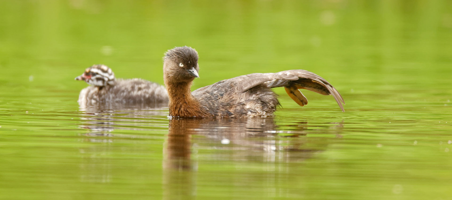 The NZ Dabchick - Waikato Biodiversity Forum