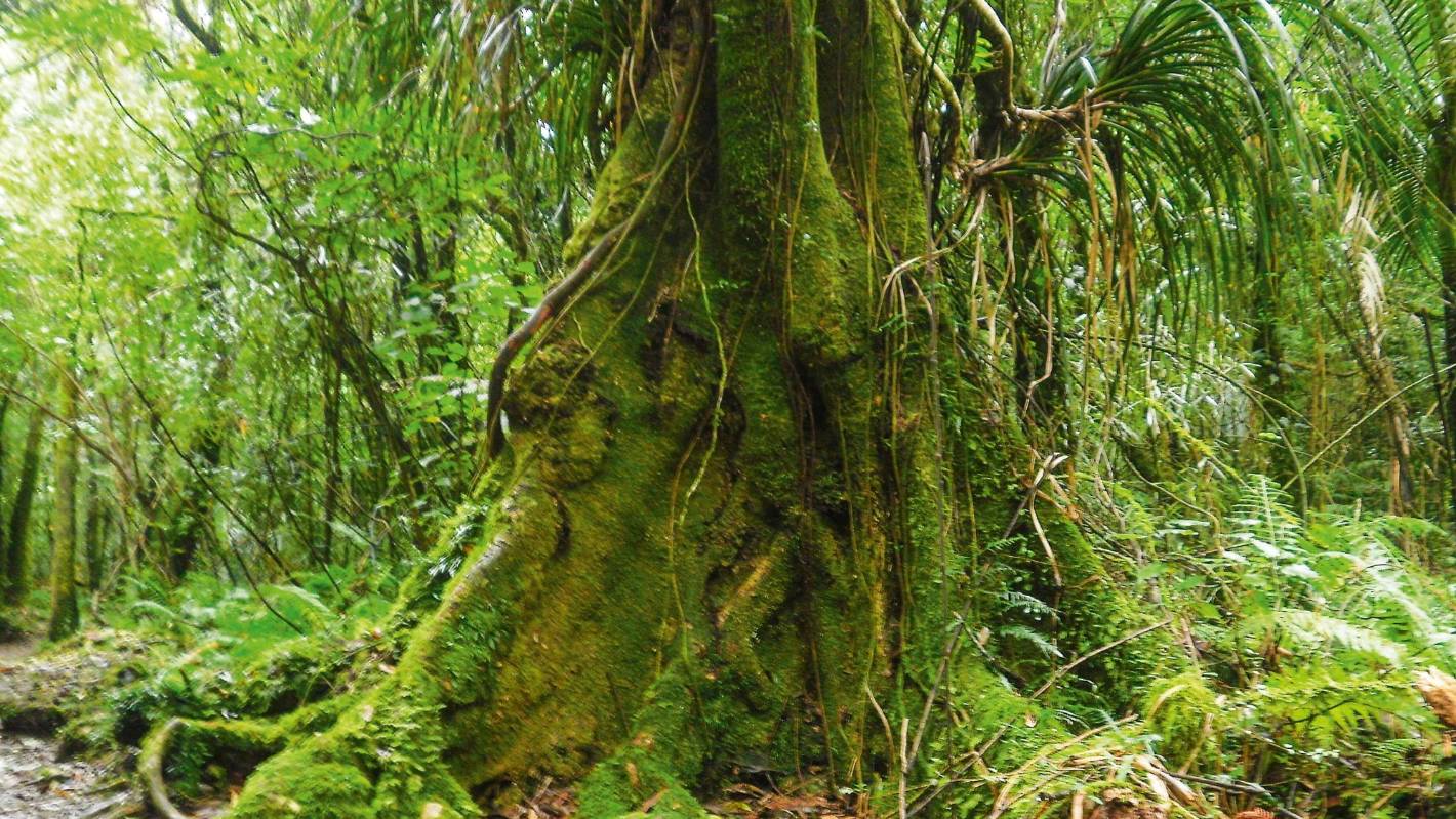 Pukatea – Laurelia novae-zelandiae - Waikato Biodiversity Forum